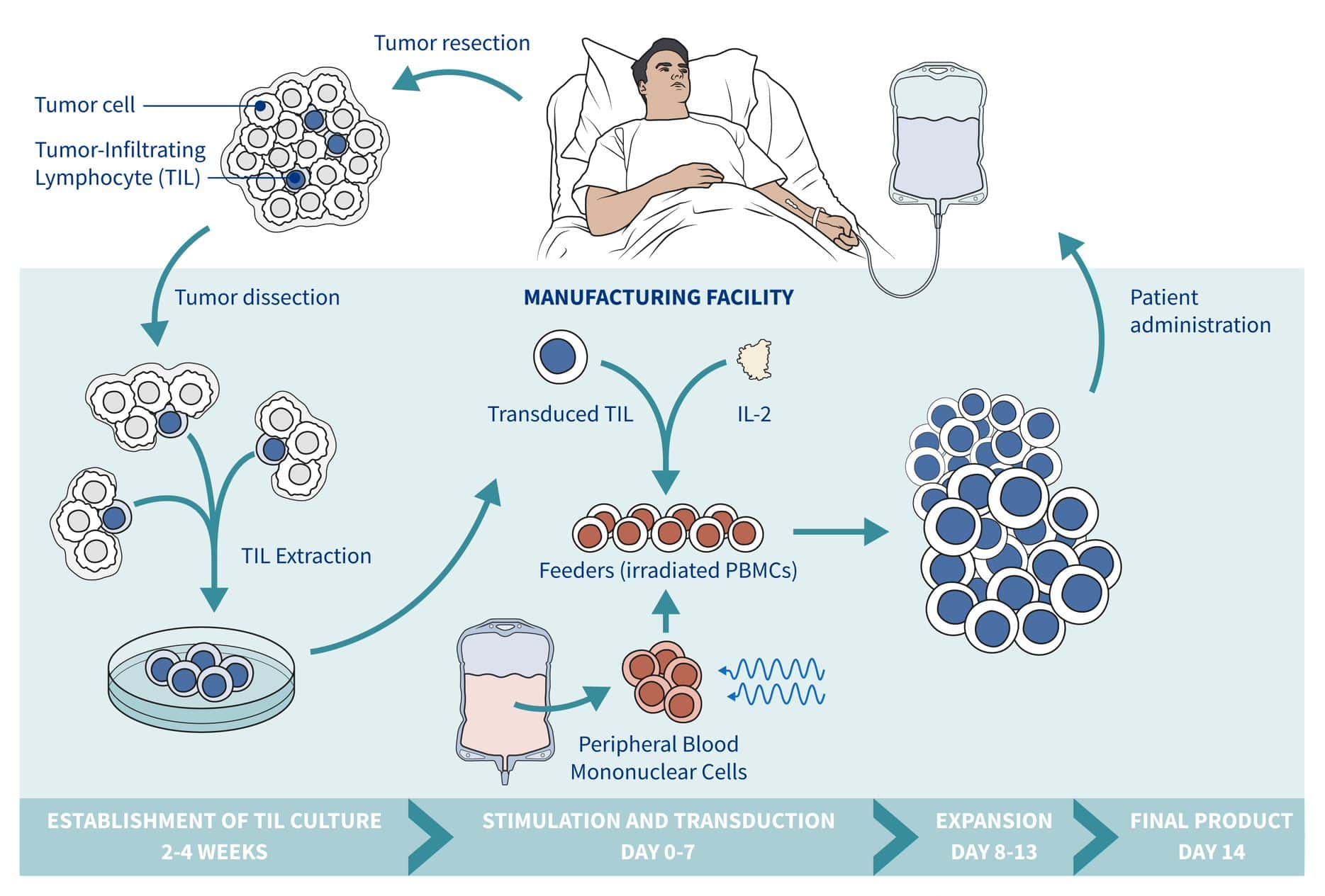 TIL Therapies Applications - Excellos